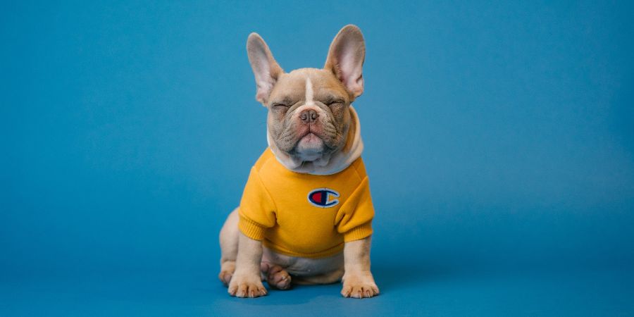 cao dog – Marketeer